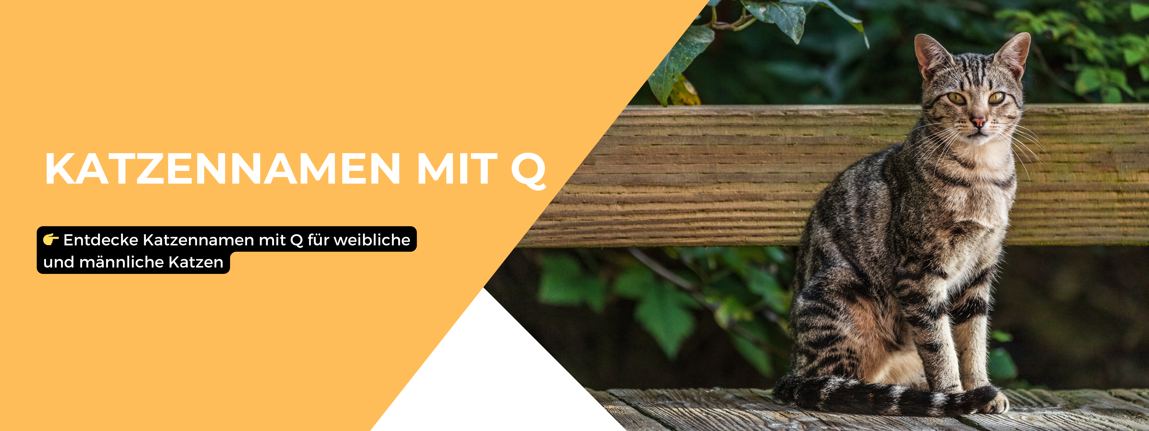 Katzennamen mit Q – seltene & außergewöhnliche Namensideen